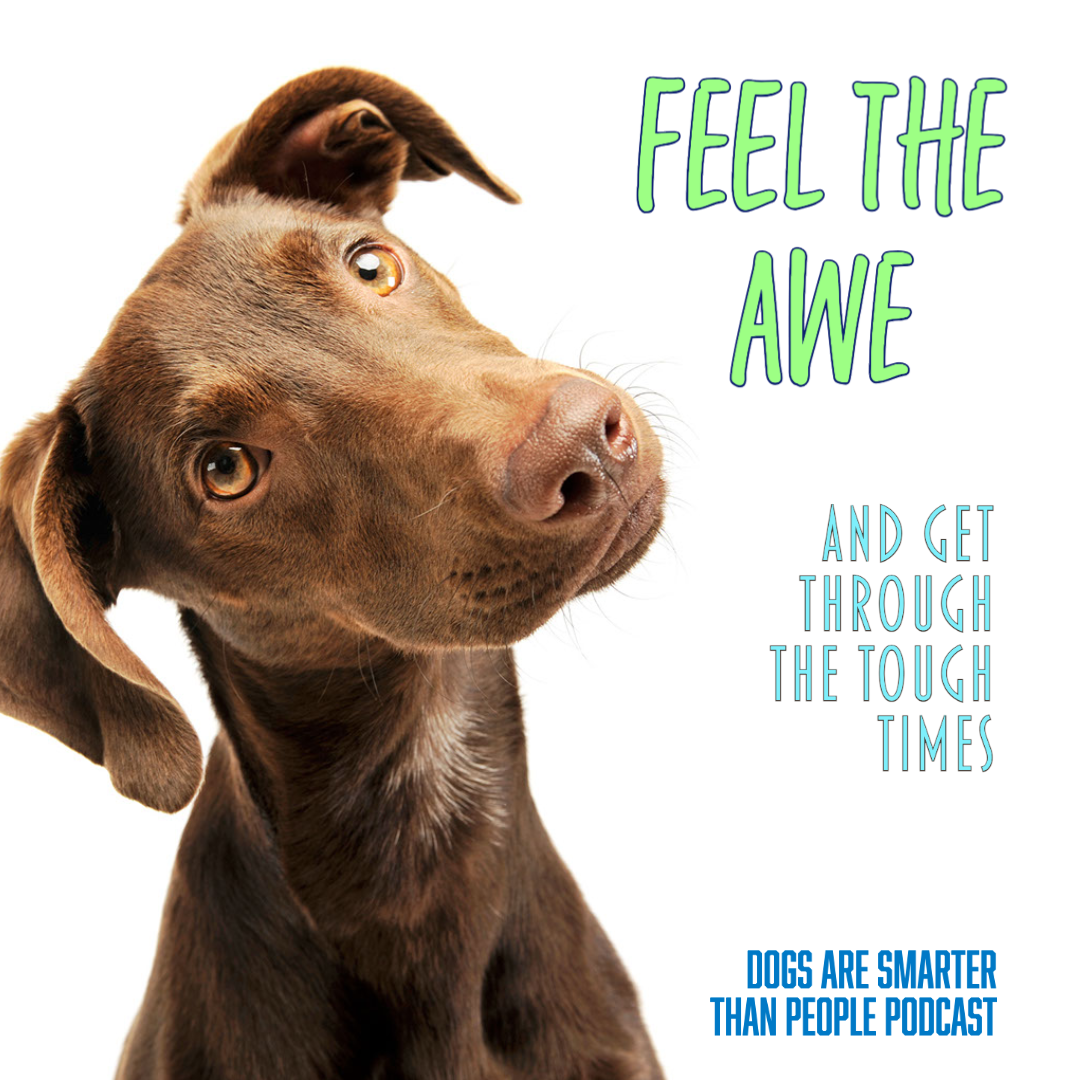 Feel the Awe and Get Through the Tough Times – Carrie Jones Books